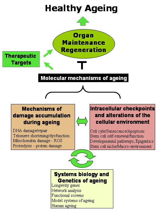 Molecular mechanisms of ageing limiting organ maintenance and regeneration